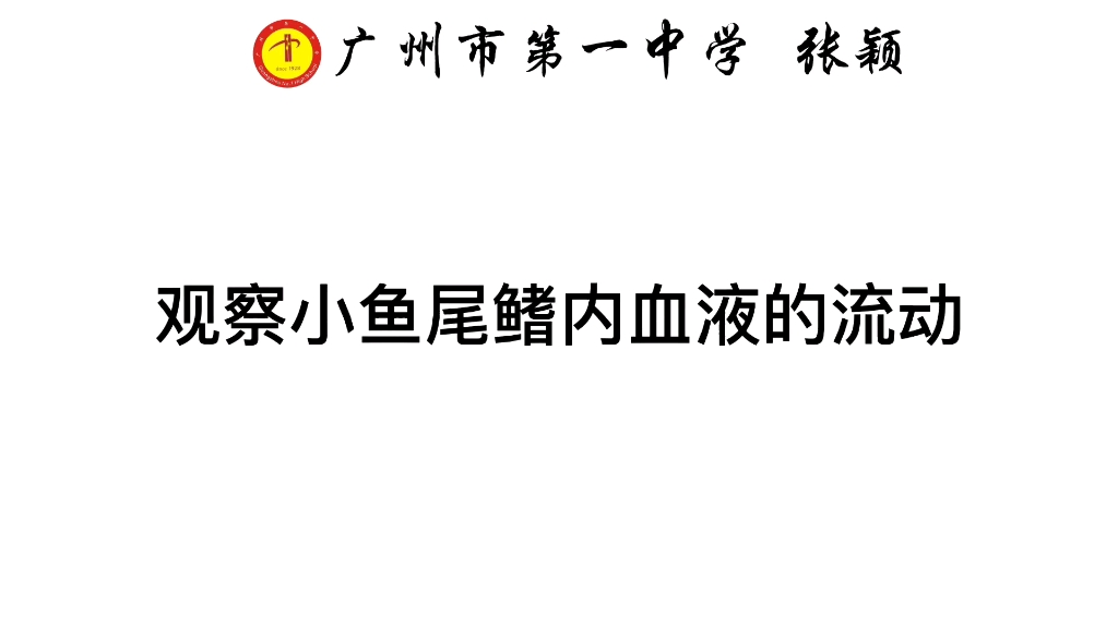 观察小鱼尾鳍内的血液流动