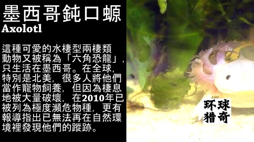 世界十大濒危动物,看完一定震惊,保护我们地球上的精灵!