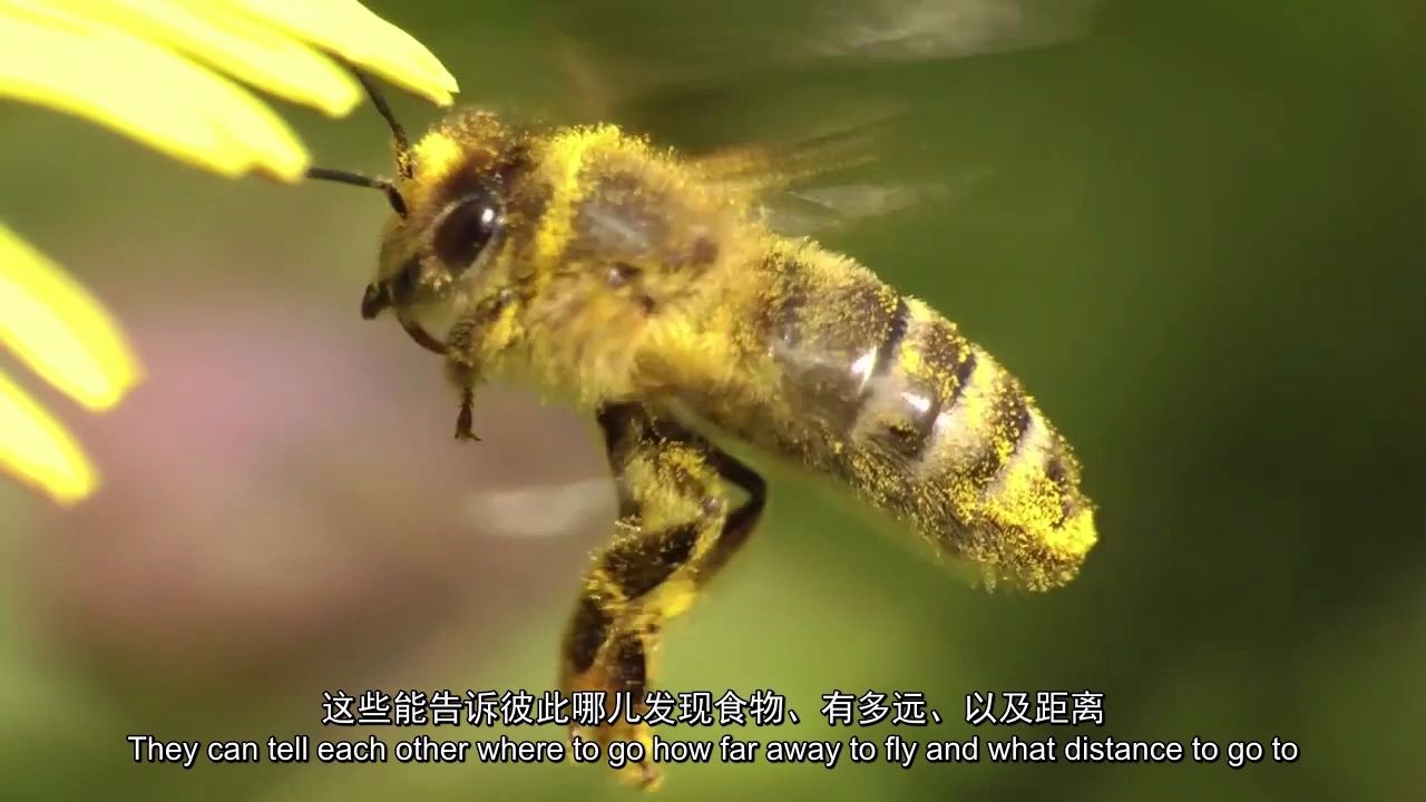 2分钟带你学习“蜜蜂语”