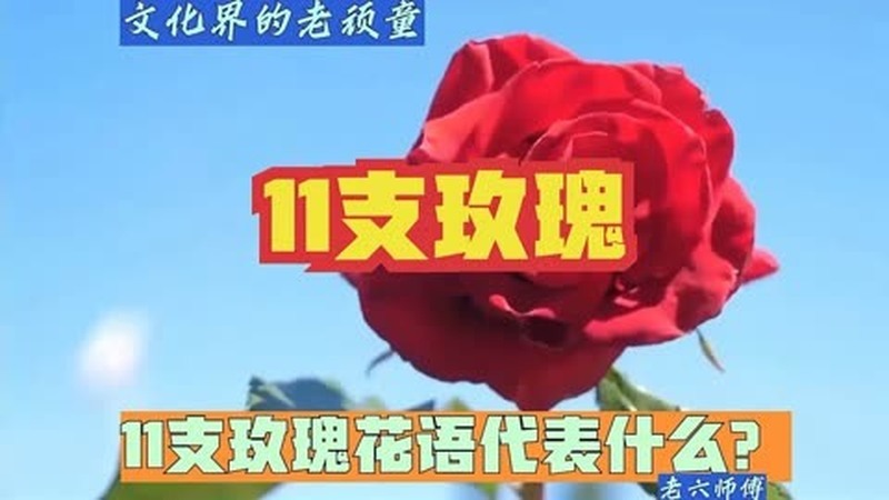 11支玫瑰花语代表什么