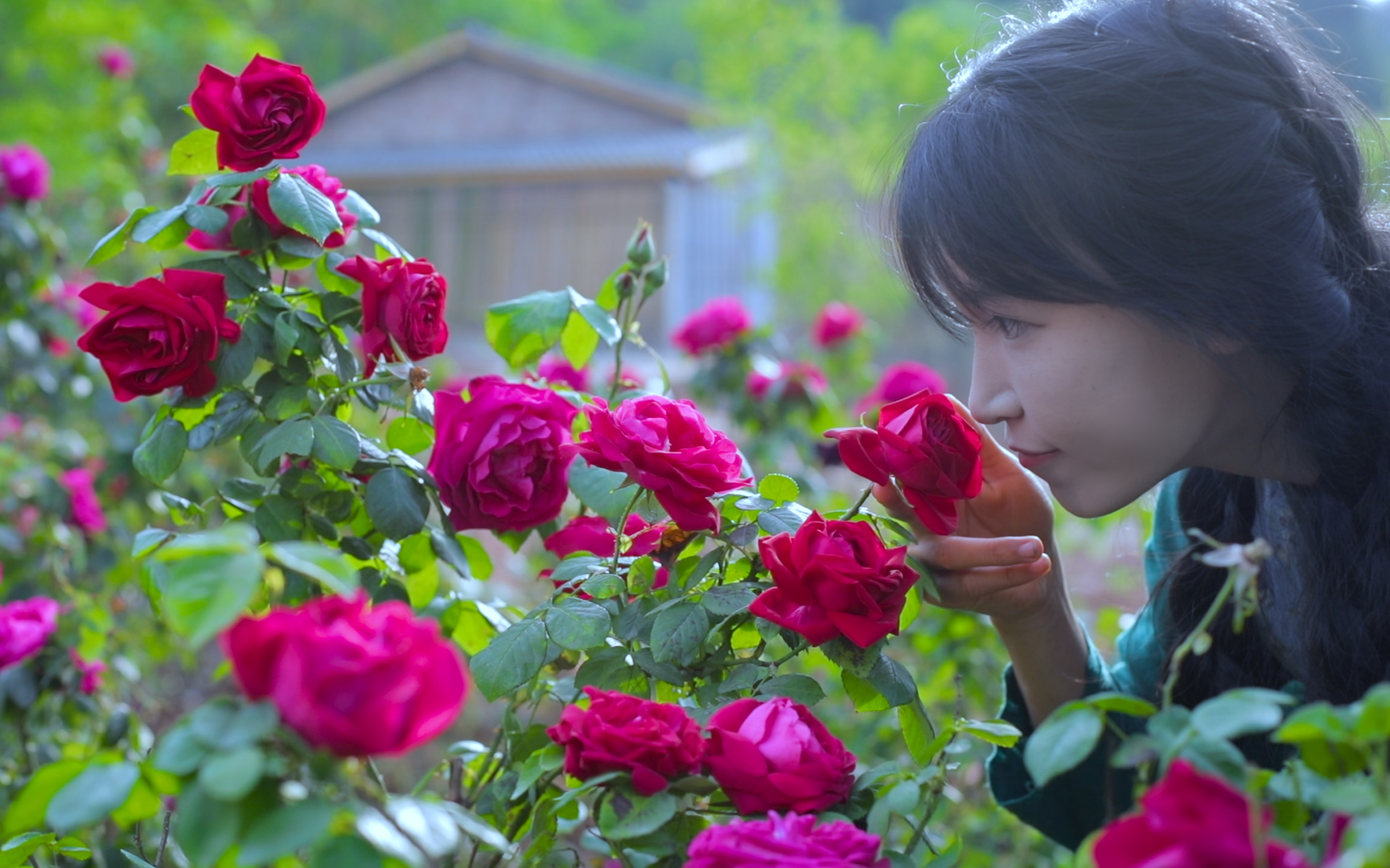 玫…瑰花…的一生?