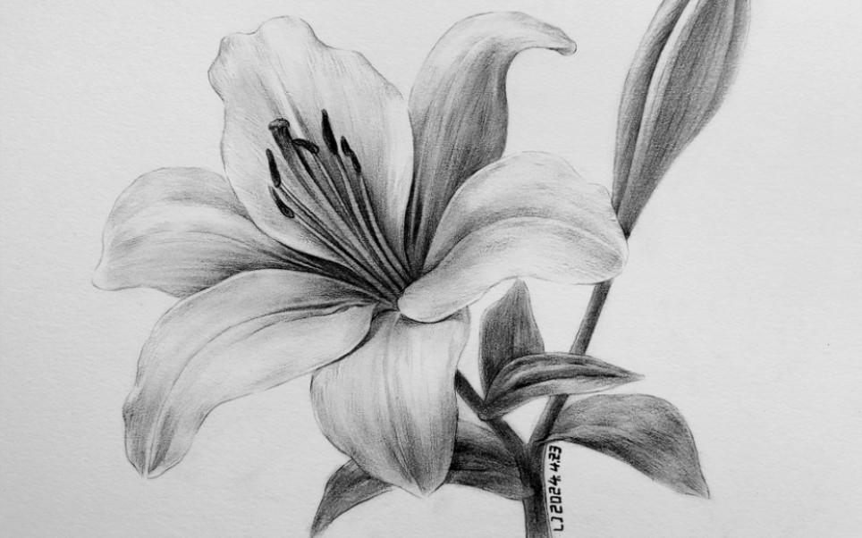 简单素描花卉—百合花