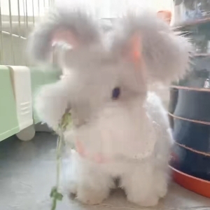 不要小白兔 