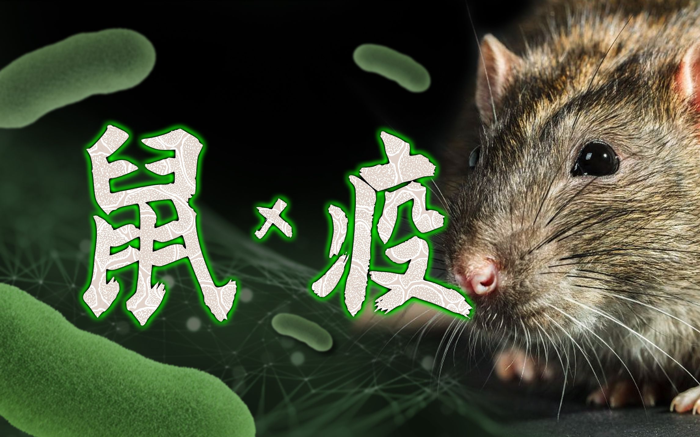 鼠疫为何成为全球历史上死亡人数最多的传染病?