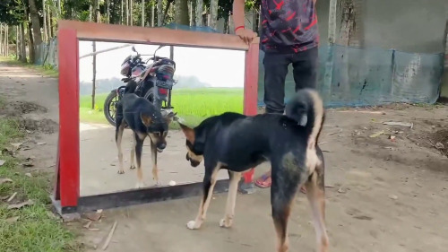 男人一摇晃镜子,彻底把狗子给激怒了!狗狗搞笑视频