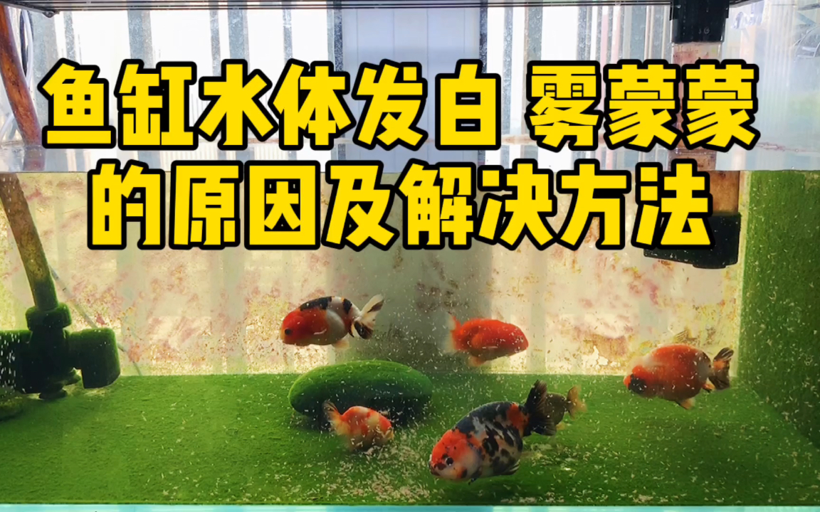 干货分享,鱼缸水体发白、雾蒙蒙的原因分析及解决方法