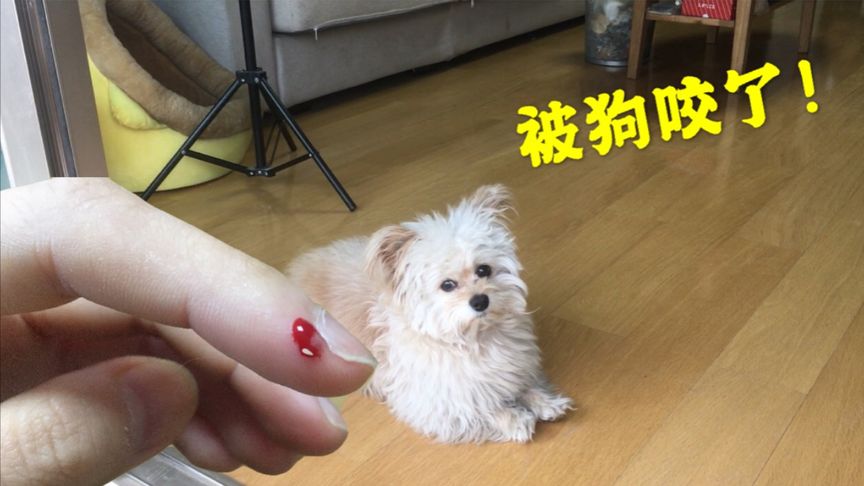 莹莹被小狗咬了一口,四个月前打过狂犬疫苗,还需要再打针吗?