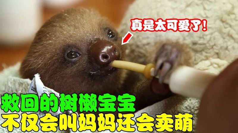 救回了一只小树懒,不仅叫妈妈的声音像极人类语言,还会撒娇卖萌