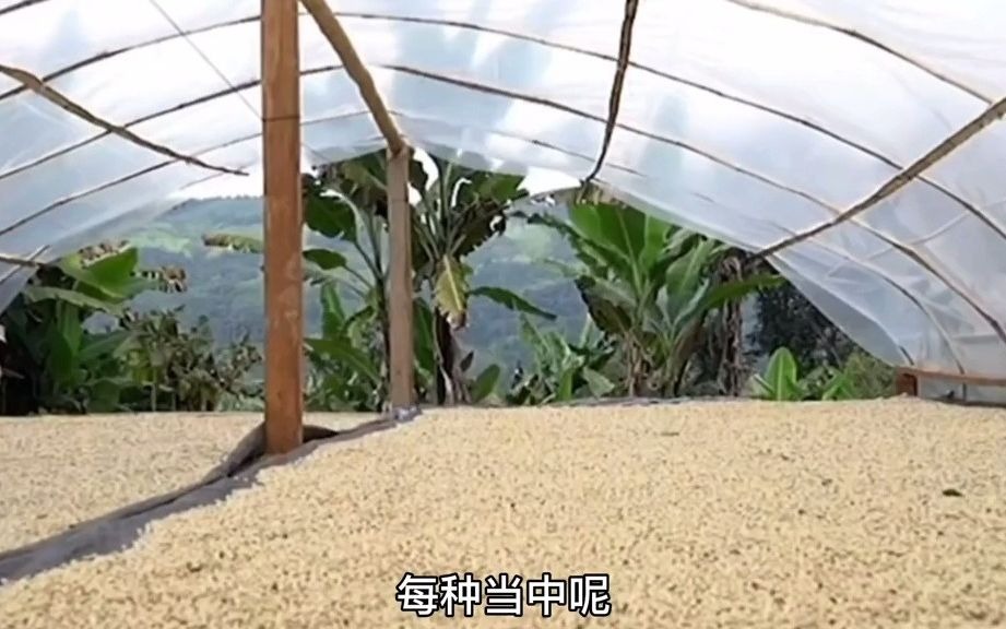 【咖啡制作】精品咖啡豆,我第一次接触的是耶加雪菲,印象深刻,颠覆...