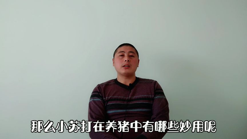 养猪中如何用好小苏打,听两水泉详细讲解用法用量