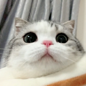 今冷与夕暖 