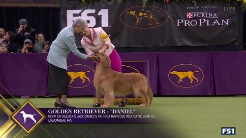 金毛比赛流程,个审,静态,动态展示,你看懂了吗?