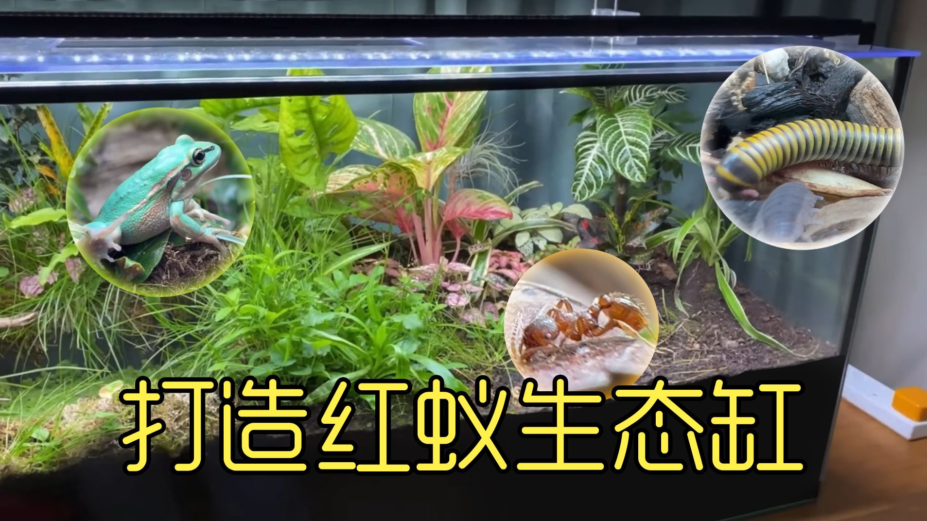 沉浸式养蚂蚁,记录两年半打造蚂蚁生态缸的过程,超有趣超好玩