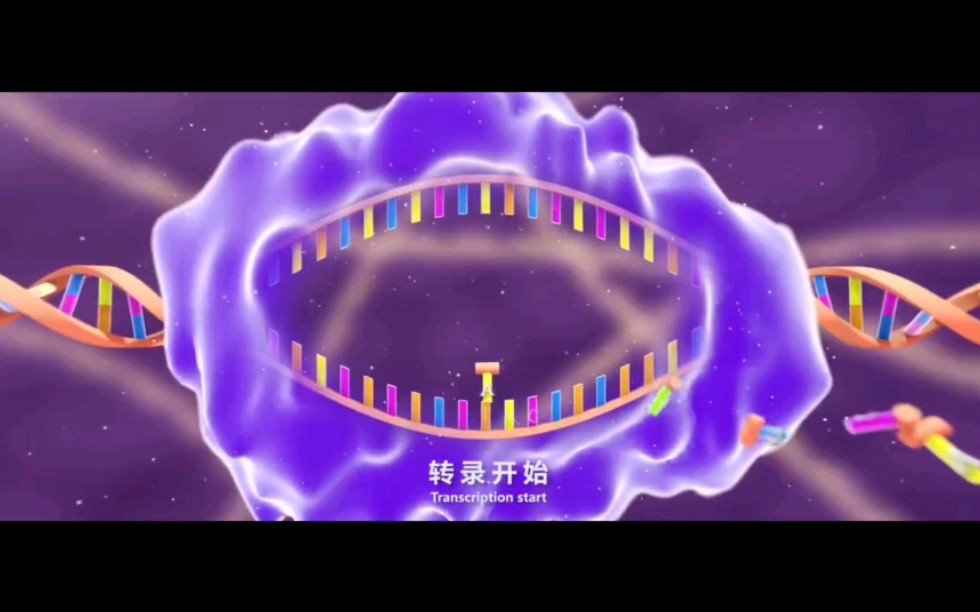 高中生物,转录翻译的过程