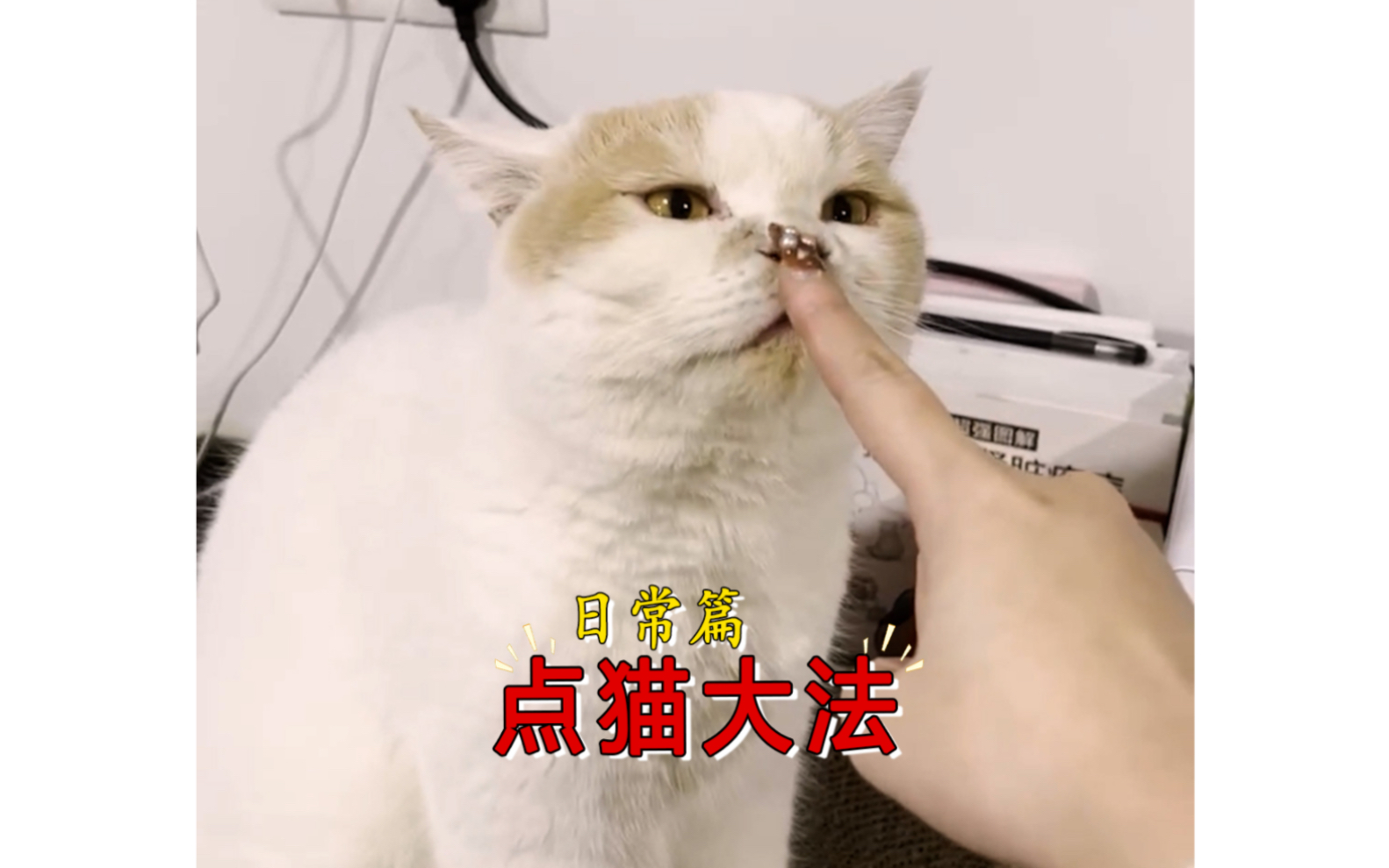 让猫咪越来越黏你!这个超实用的点猫手法给我学!
