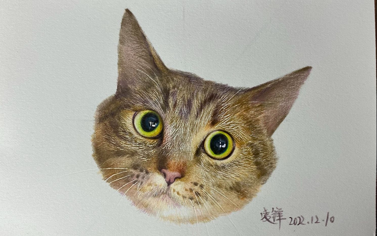 全B站最漂亮的彩铅狸花猫的画法,零基础也能学会毛发处理
