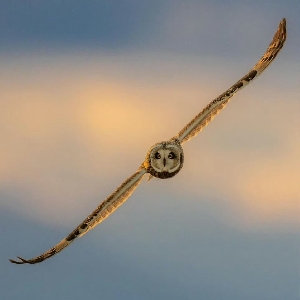 子气冬来观人生 