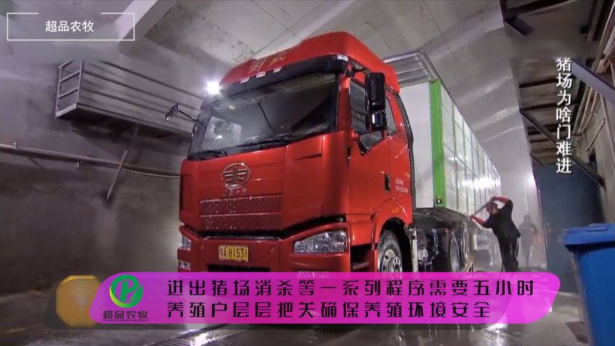 进入猪场消杀一系列程序需要五小时养殖户层层把关确保养殖安全
