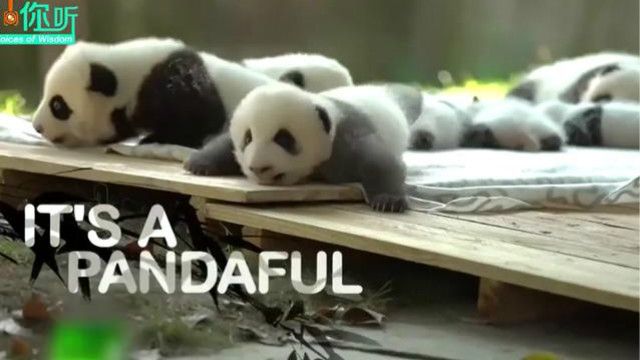 熊猫成长历程纪录片:看中国如何拯救大熊猫