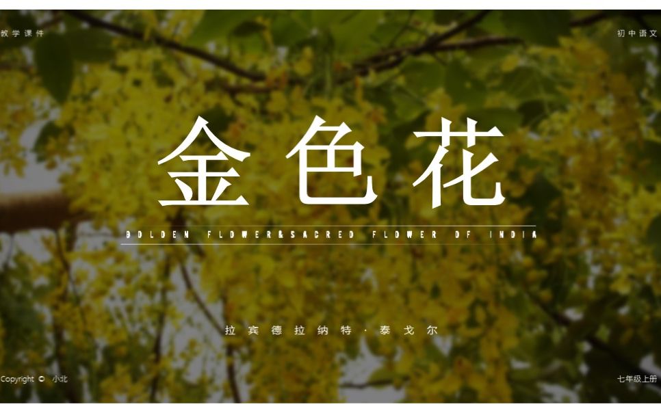 又是可以直接使用的一版《金色花》课件!