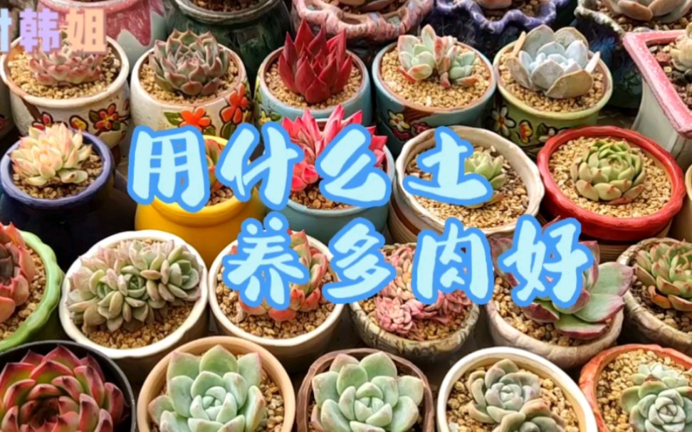 多肉用什么土养比较好?可不可以用纯颗粒养多肉?有什么优点和缺点