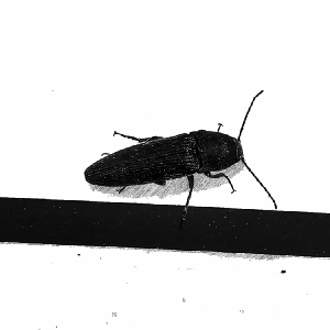 失乐园的惰天使 