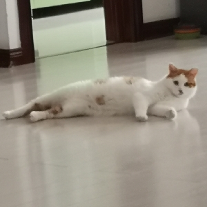 姜大黄它主人 