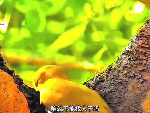 震惊!鸟儿结婚竟也要求婚房?动物界的房压力不输人类!