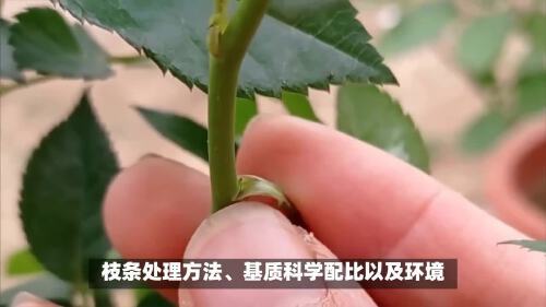 富春园林月季扦插全流程解析