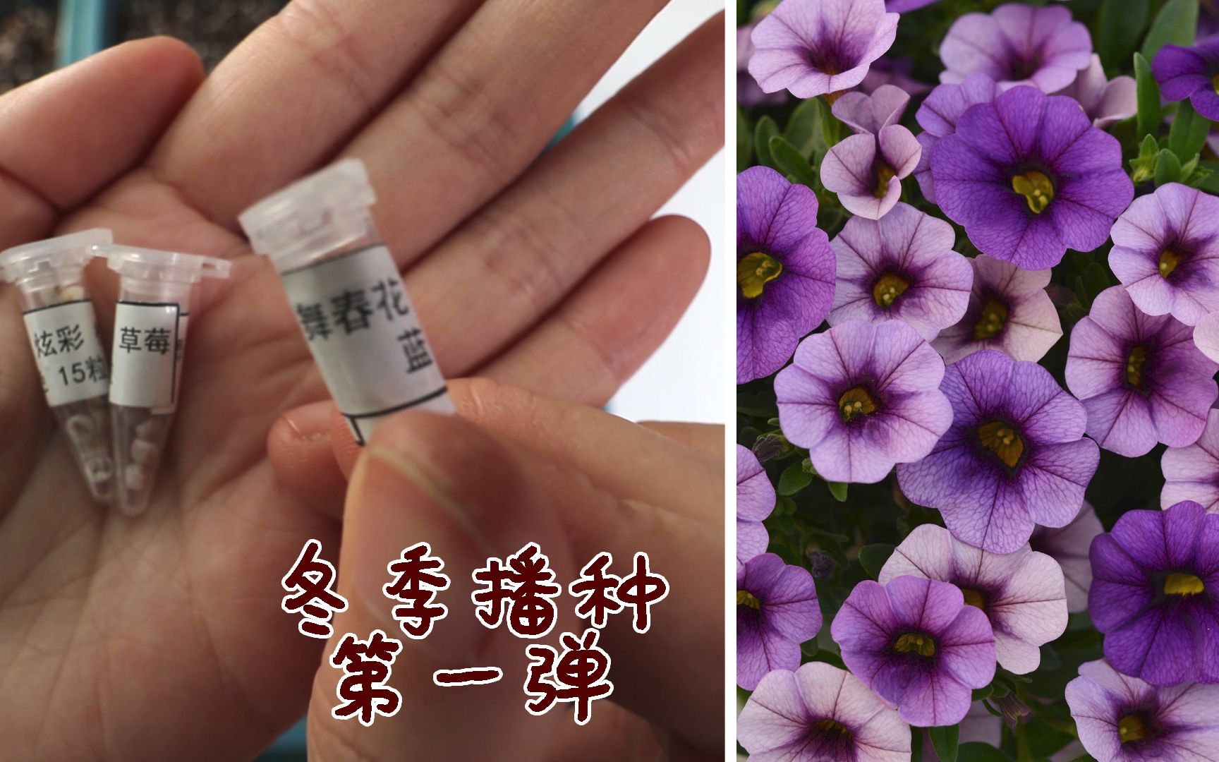 【家庭园艺日常】2020年冬季播种第一弹——播种组盆草花