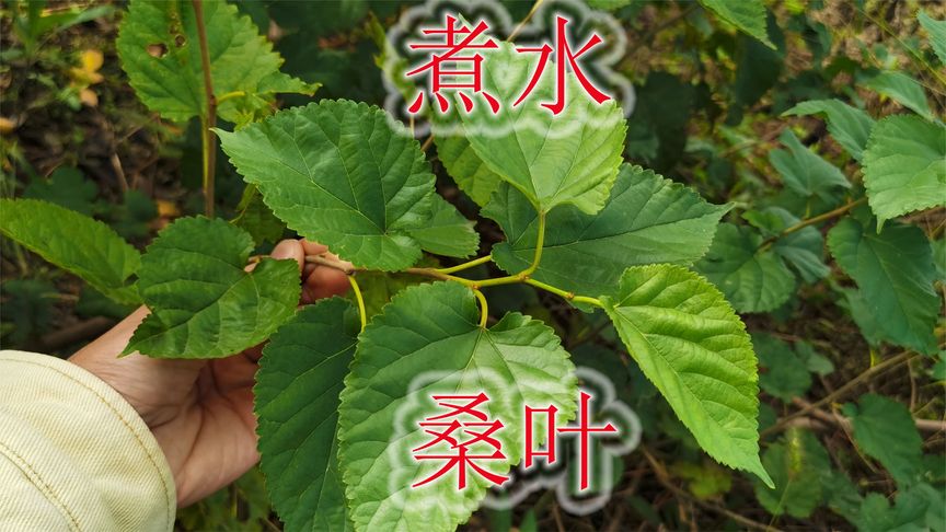 桑叶煮水懂的人当宝!用途与价值了解下,生活中您用得到吗?