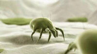 冬天床单隔多久要清洗?专家:别超过这个时间,当心百万螨虫陪你睡!
