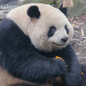 据说是虾子面 