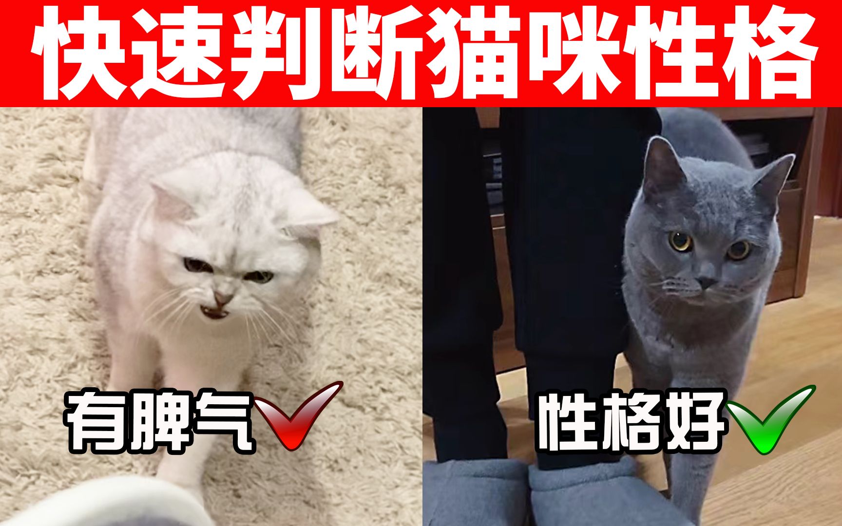如何快速判断猫咪性格好不好?试试这6种方法! 【初识猫咪EP21】