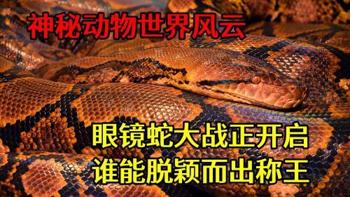 神秘动物世界风云!眼镜蛇大战正开启,谁能脱颖而出称王