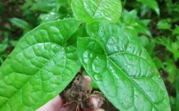 近两年价格上涨的中药材