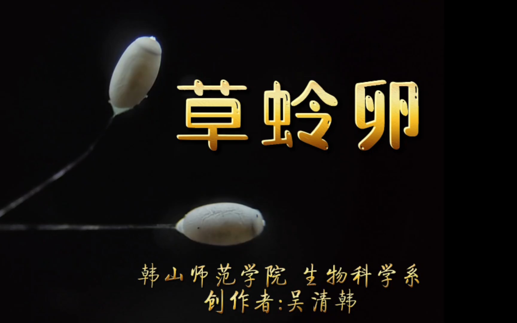 草蛉卵的显微观察