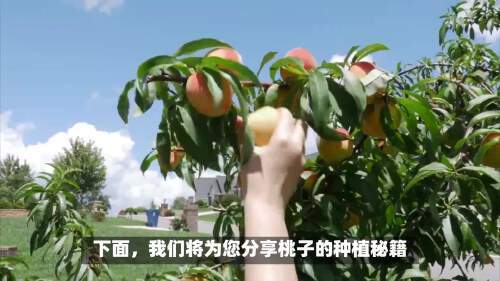 桃子种植秘籍,教你享受甜美多汁的自家果实