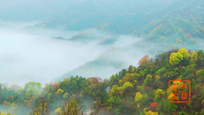国家林业和草原局邀您去看大美森林
