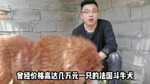 曾今几万元的法斗犬,带到狗市后,狗贩子的出价令人意外