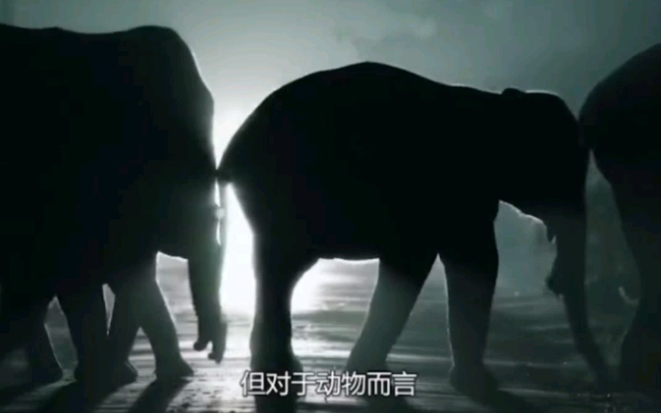 疫情为人类按下了暂停键,却给了动物短暂的喘息机会