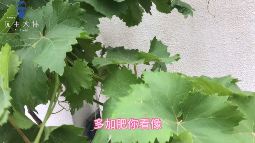 楼顶种植葡萄枇杷树用多大花盆?怎么能让植物养分充足,看看吧!
