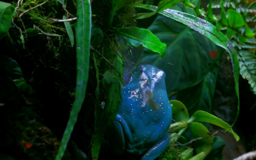 雨林缸里的动植物