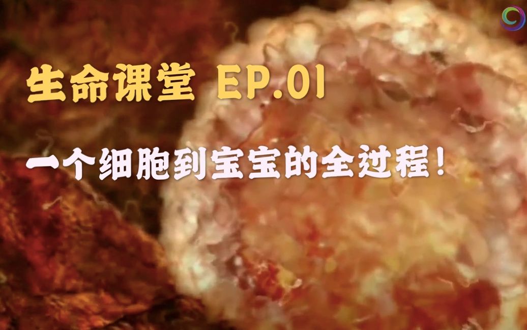 【震撼3D演示】伟大生命的诞生~从一颗全能干细胞受精卵到可爱宝宝...