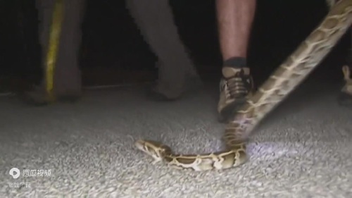 惊!蟒蛇口腔大揭秘100颗牙齿等你来数!