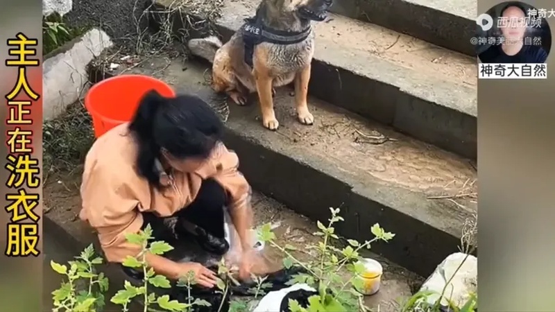 这只狗狗太通人性了,简直要成精了!