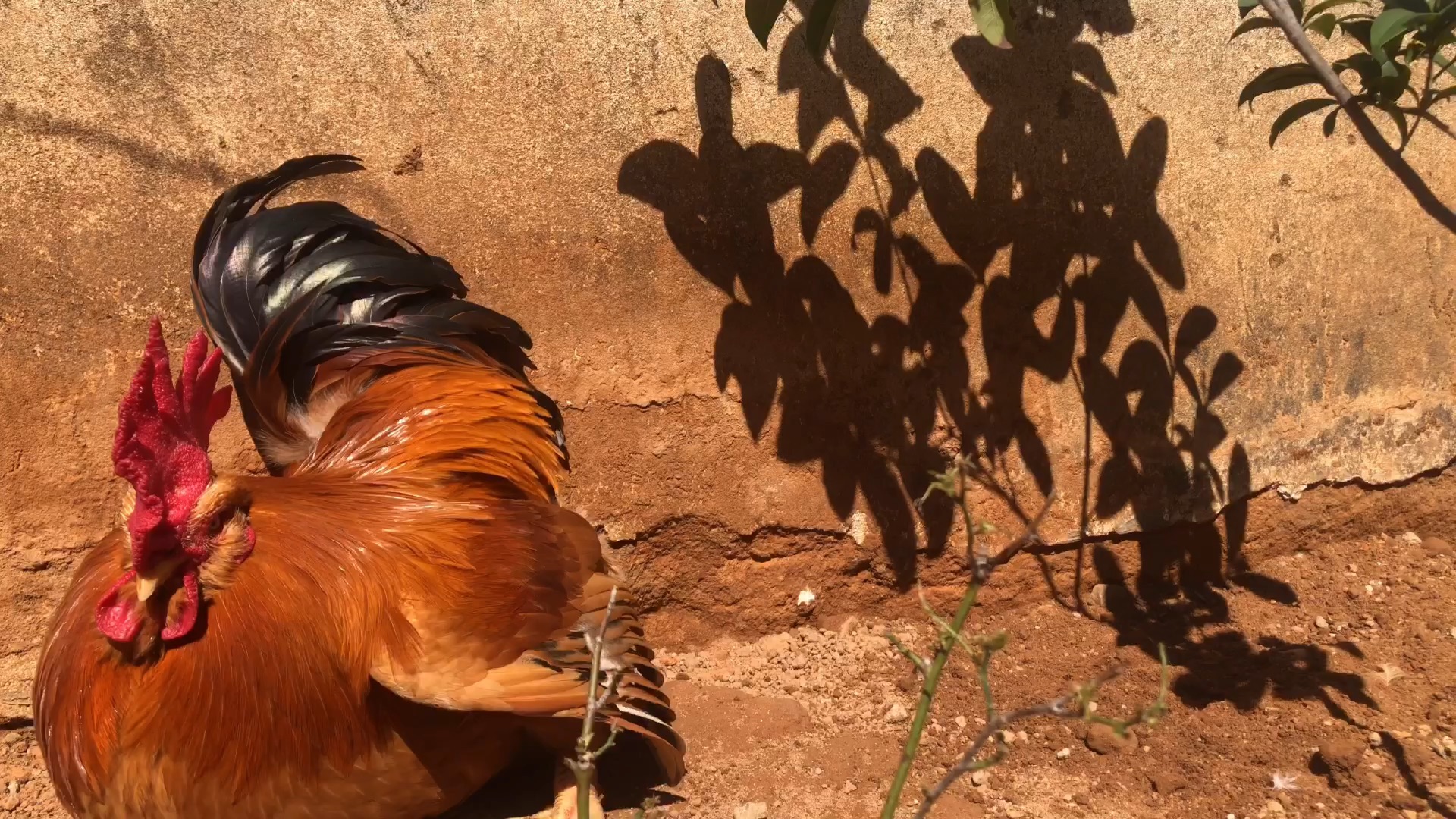 模仿母鸡叫,公鸡反应亮了