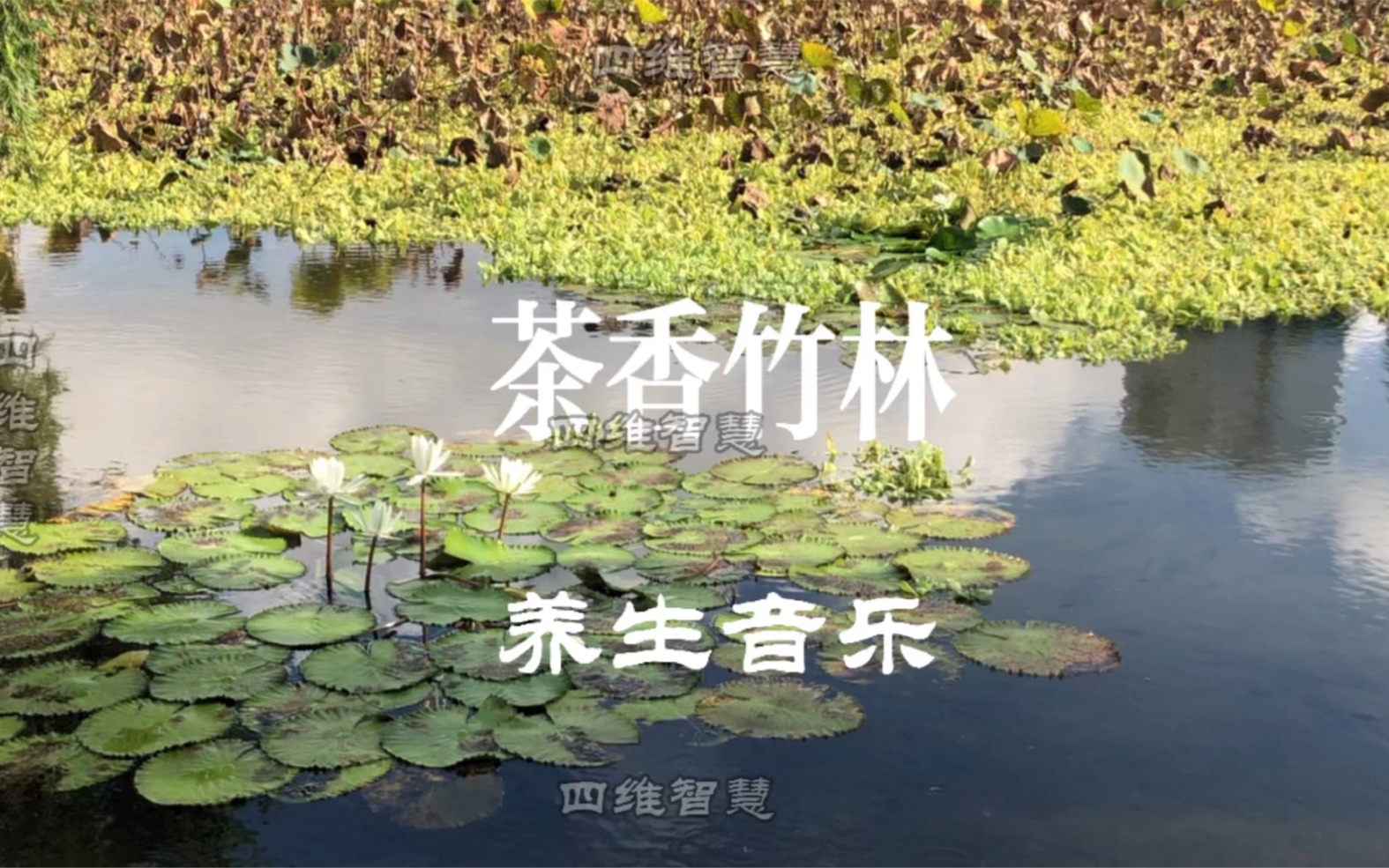 精选音药《茶香竹林》养生音乐 强心肾养气血 品茗听琴 一洗尘心