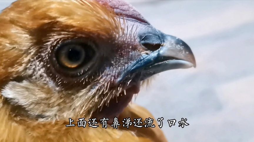 小鸡感冒出现甩头,流鼻涕,用这味药,效果还是不错的!