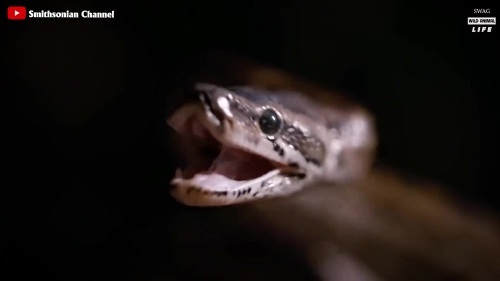 在宁静的夜晚,年轻布什巴克如何化身勇士逆袭Python攻击的惊险故事